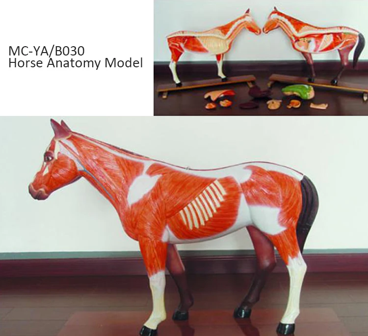 Medical Teaching Cattle Animal Bovine Anatomical Model