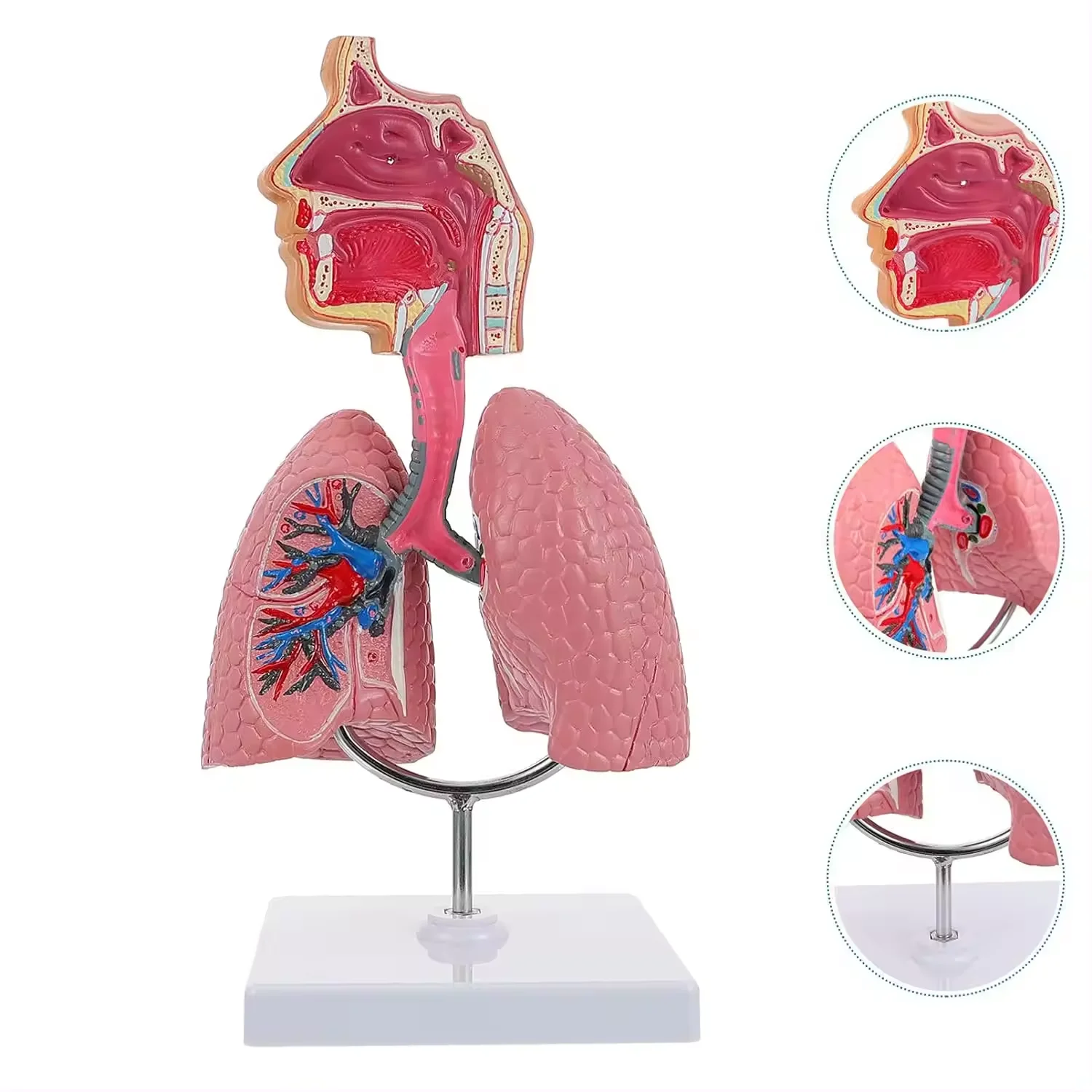 Human Respiratory System Model - Durable Anatomical Demonstration