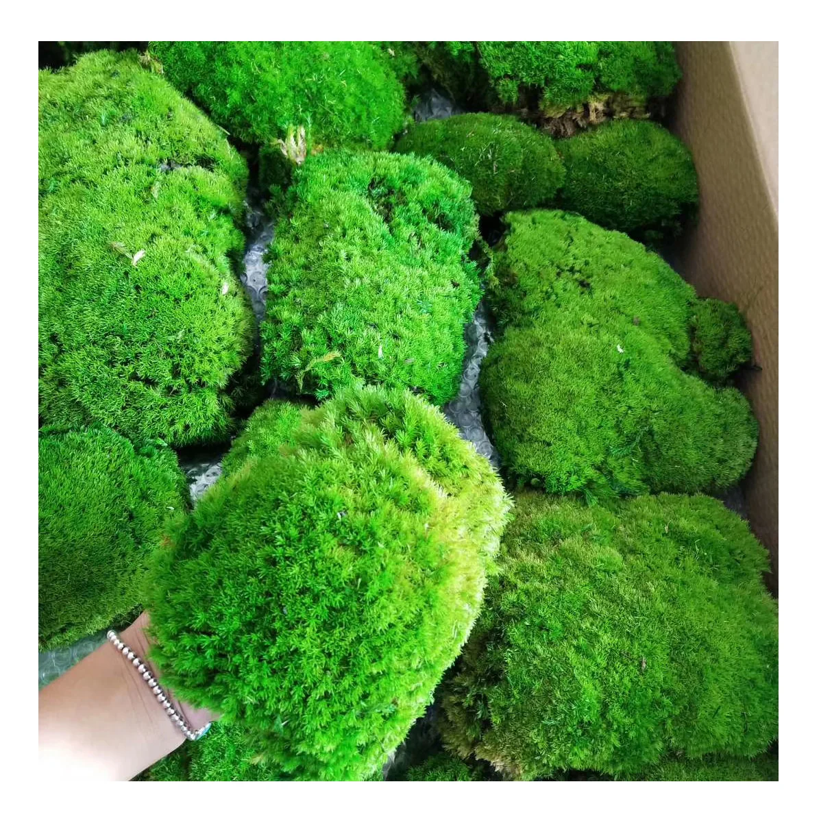 Wall Decor Artificial Living Art Moss Wall Art Preserved Live Moss ...