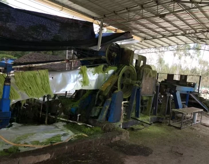 Kipeperushi Cha Sisal| Alibaba.com