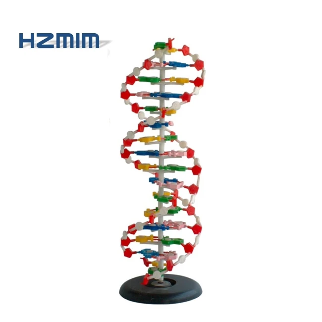 DNA Structure Model -彩色,可旋转,塑料教学用具