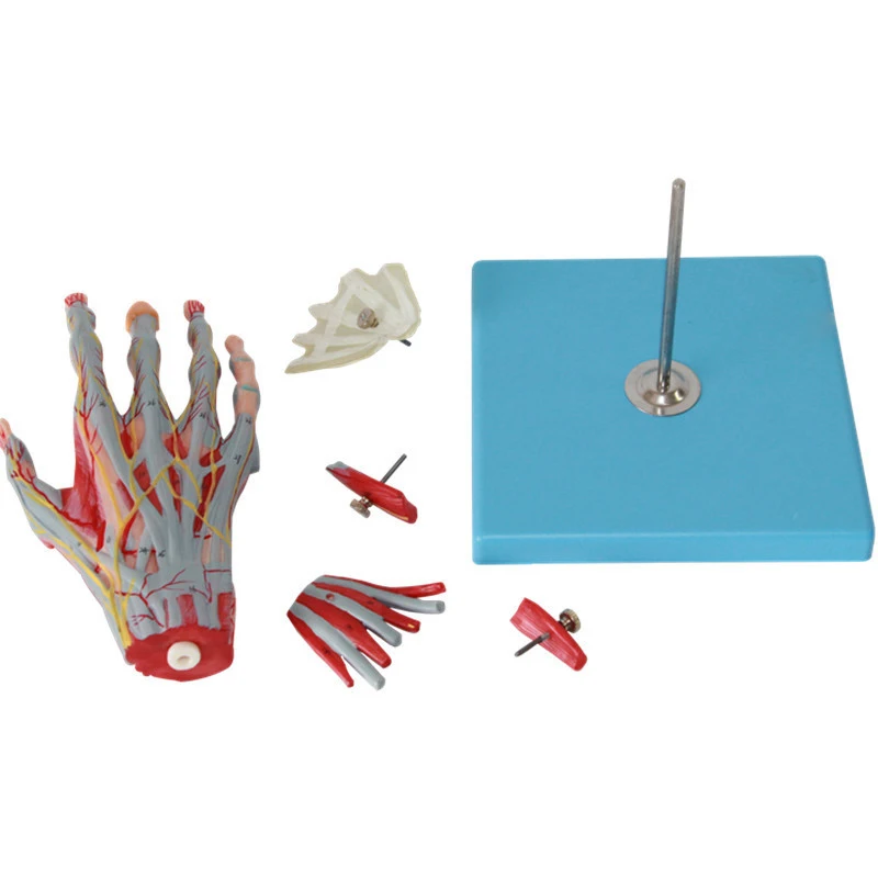 Anatomy of the Palm of the Hand - 42 Parts Indicator Model