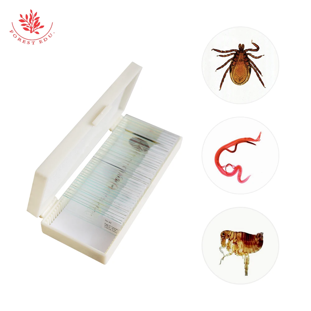 Parasite Microscope Slides - Educational Medical Tools