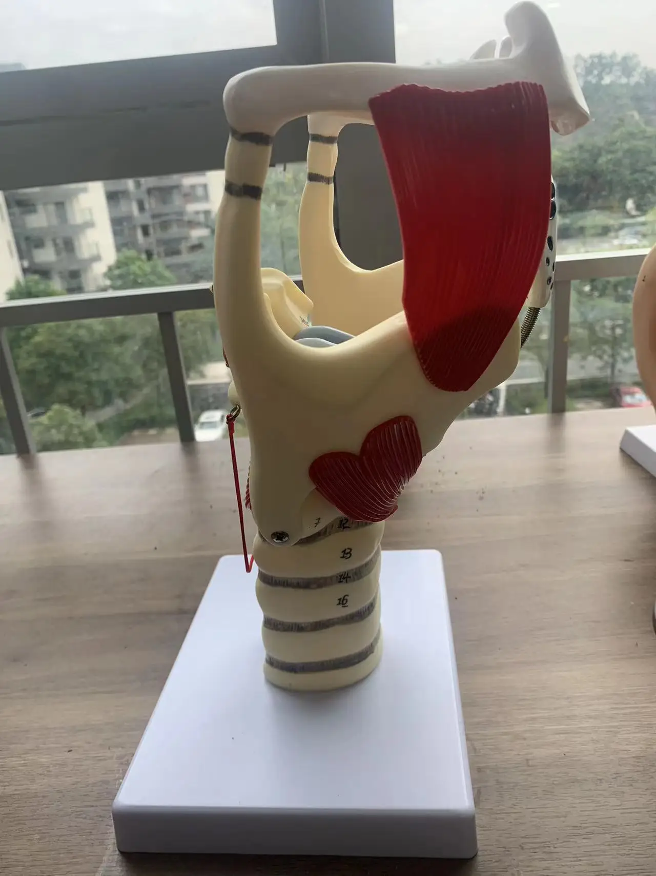 Advanced Laryngeal Structure Function Demonstration Model