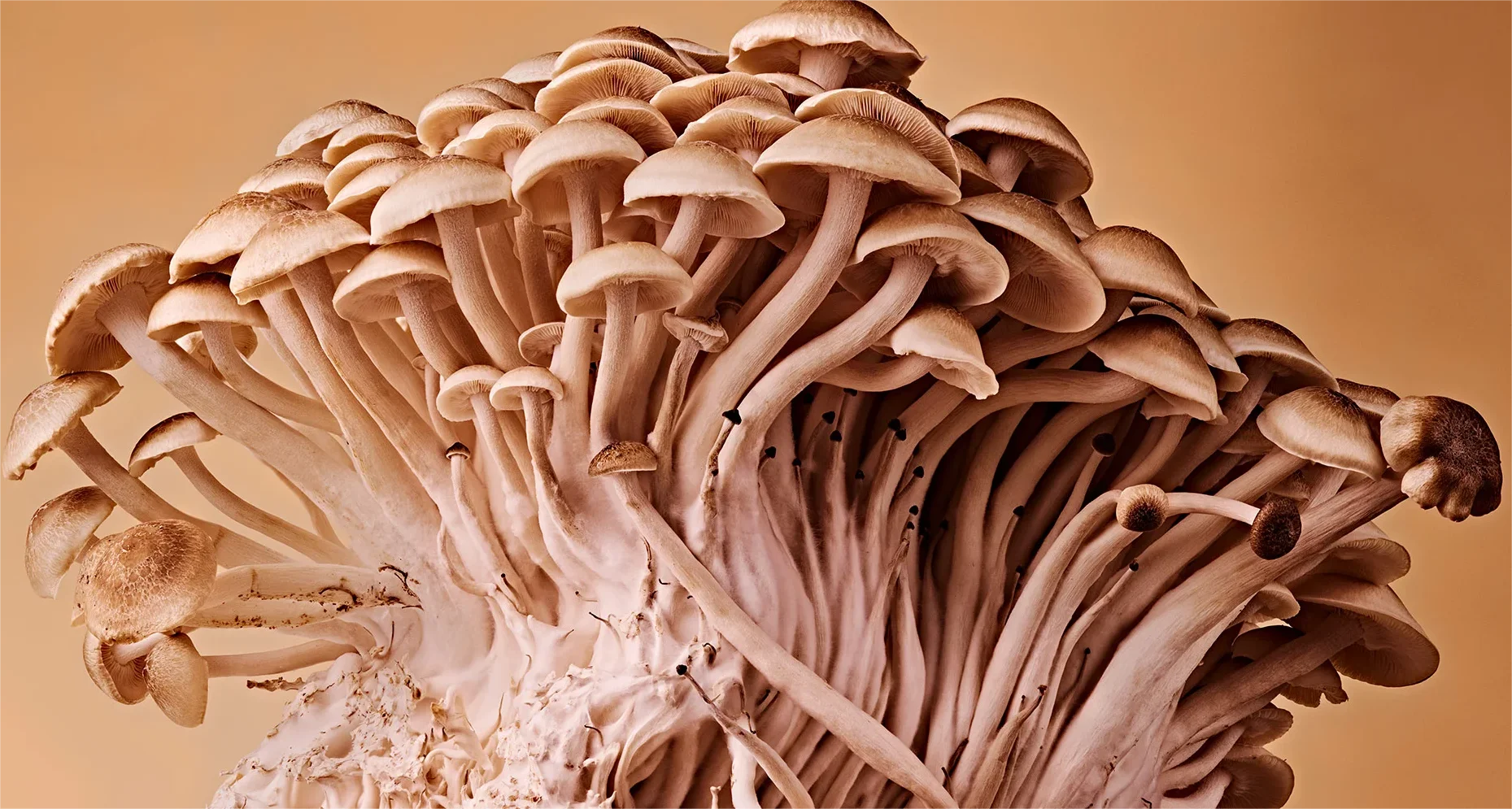 High Quality Mushroom Farm Bagging Machine Mushroom Bagging And Sealing ...