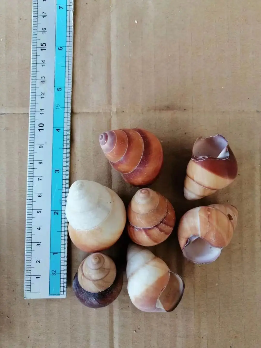 Customized Nature Handmade Shells Decoration Capiz Seashells Raffia ...