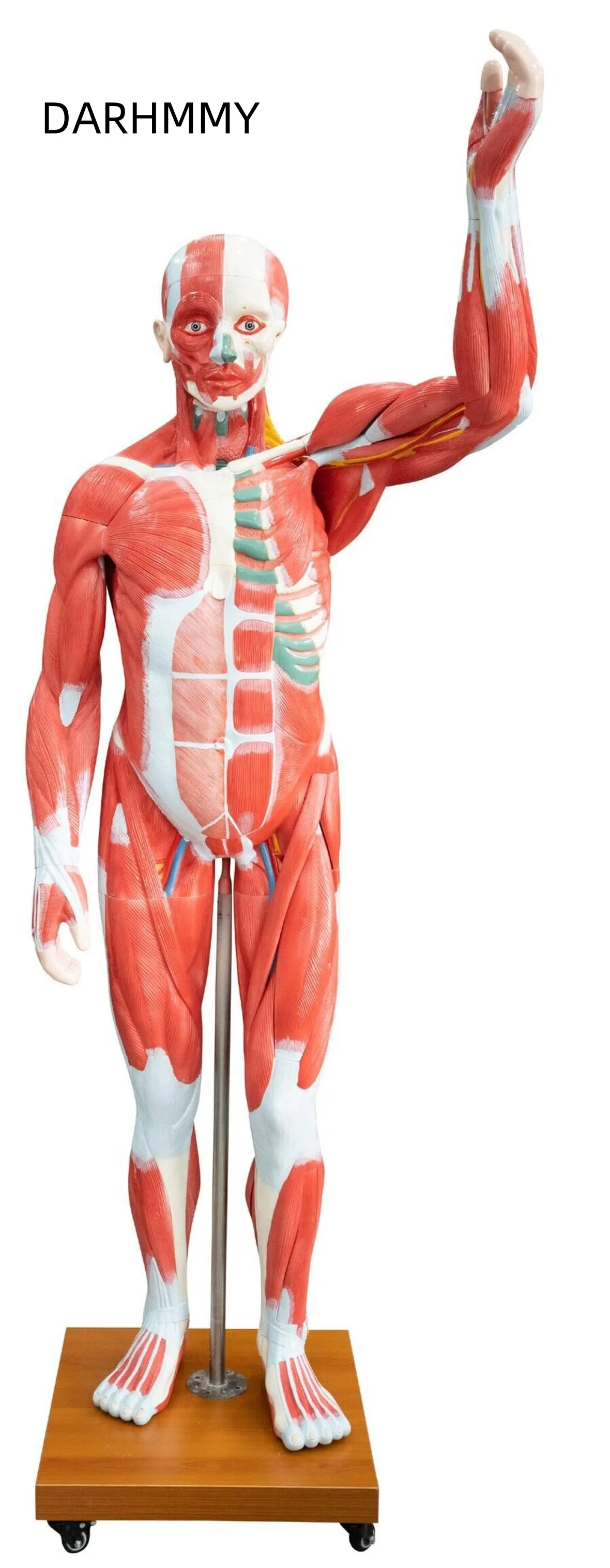 DARHMMY PVC Life-Size Human Muscle Anatomical Model with 29 Parts for ...