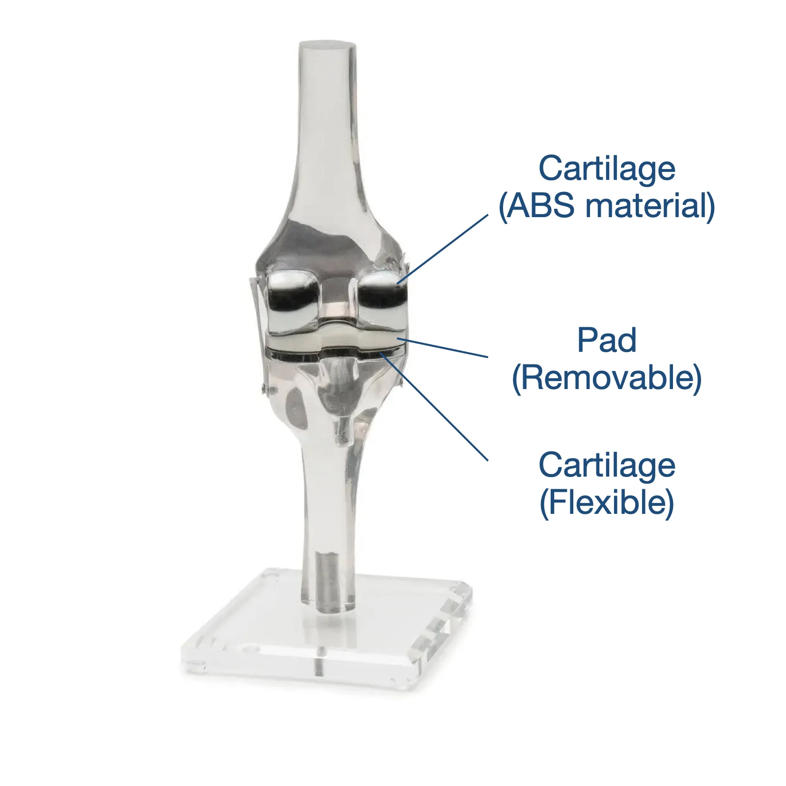 Kyrenmed Transparent Knee Replacement Model - Advanced ABS