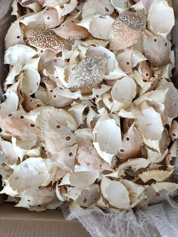 HOT SALE 2023! DRIED CRAB SHELL WITH COMPETITIVE PRICE and HIGH QUALITY ...