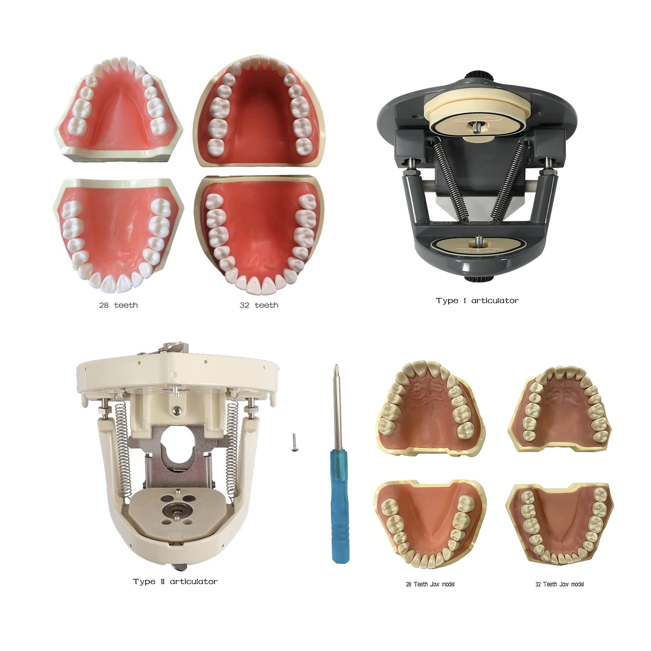 Teaching Resources Mandibular Jaw Dental Study Model For Tooth - Buy ...