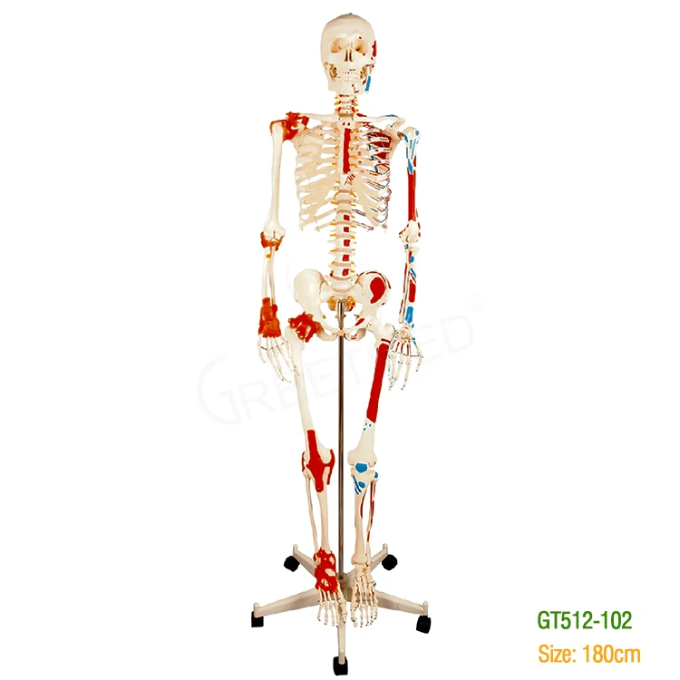 Medical Science Medical Anatomy Human Plastic Skeleton Model 180cm 85cm ...