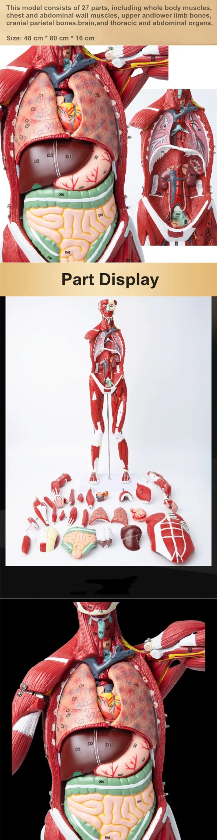 80cm Human Full Body Muscles Torso Model with Internal Organs