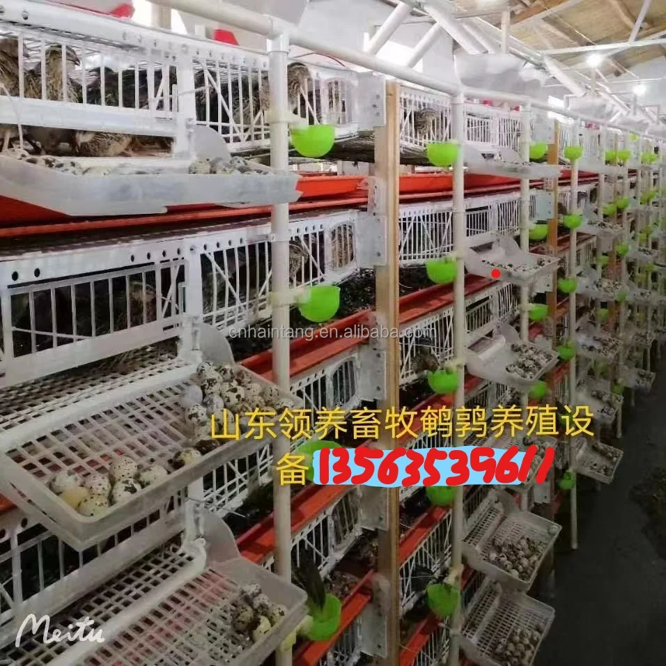 PVC Quail Cages - Automatic & Manual Options for Farms