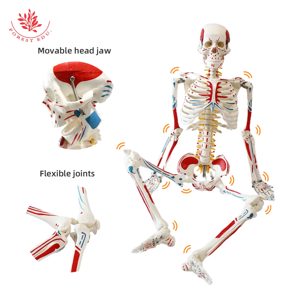 Medical Science Human Skeleton Model FRT008 for Study