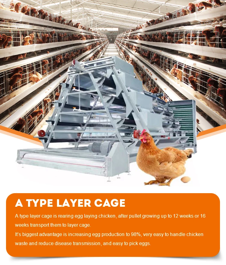 Poultry Farm Poultry Feed 50 Kg Price House Poultry Chicken Cages ...