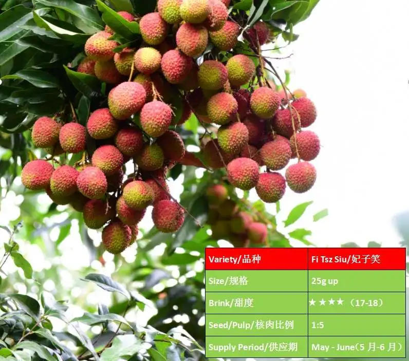 Fresh Sweet Fruit Litchi Not Lychee Can Food Fei Zi Xiao Litchi - Buy ...