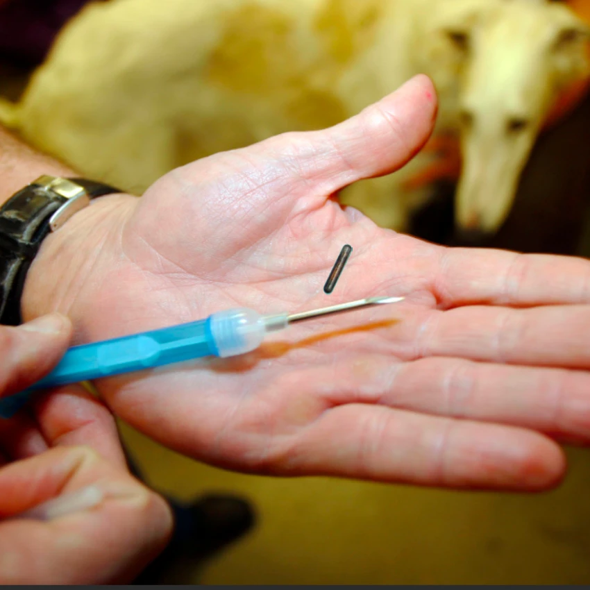 134.2Khz Transponder EM4305 RFID Animal Microchips Syringe for Dogs Pet ...