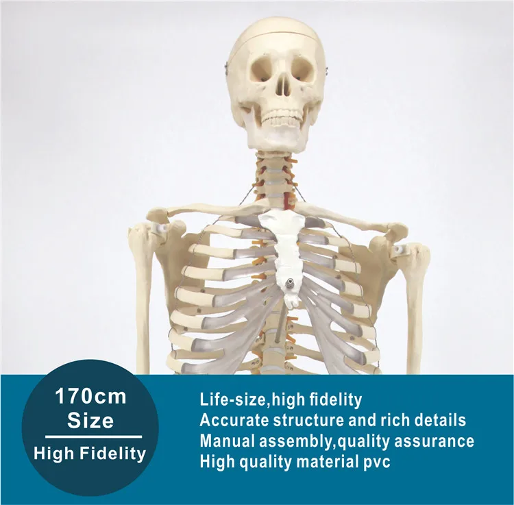Medical Educational Anatomy Model Toy Figure High Quality 170 Cm ...