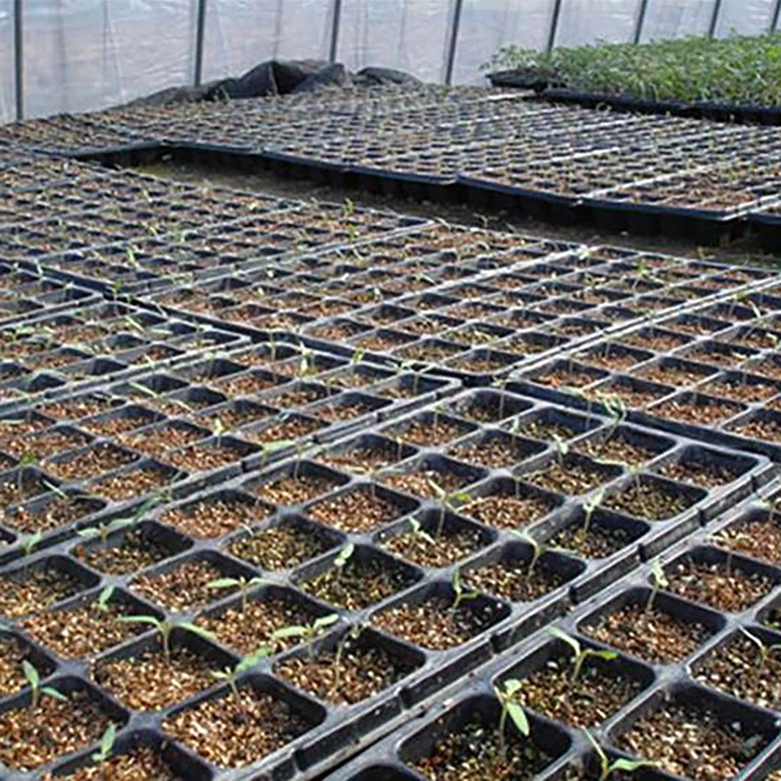 DDA329 Seedling Trays - Durable, Eco-Friendly, and Versatile