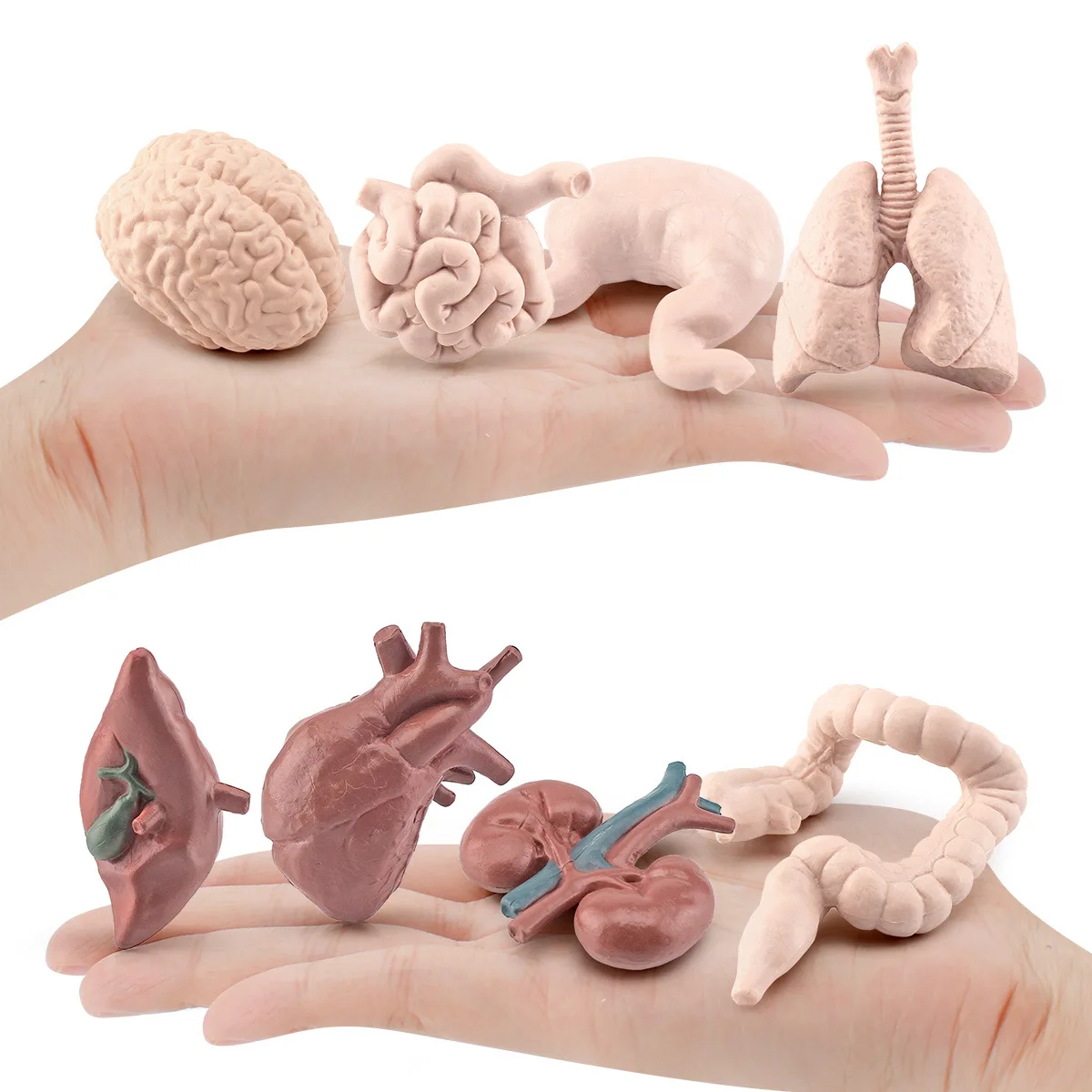 Human Body Internal Organs Toy For School Children Human Biology ...