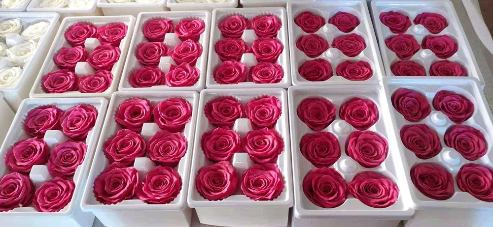Hflora Immortal Preserved Roses - High Quality Eternelle Rosas Preservadas