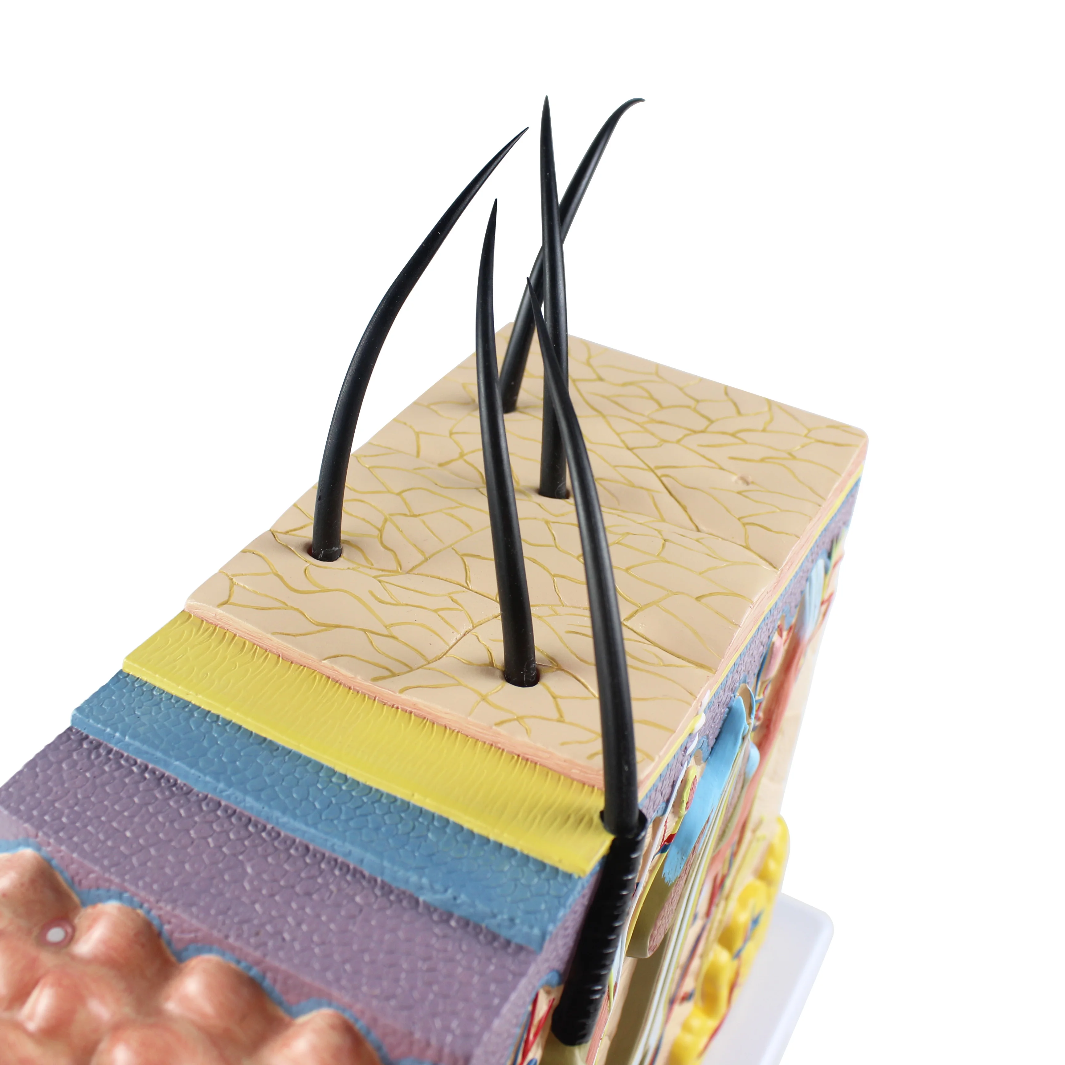 Medical Science Human Skin Section Anatomy Model 70X