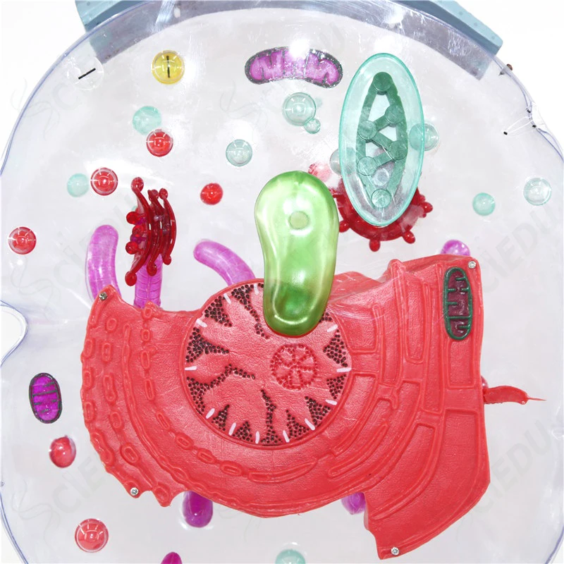 Educational School Anatomy Plant Cell Model Biology Teaching Resource ...