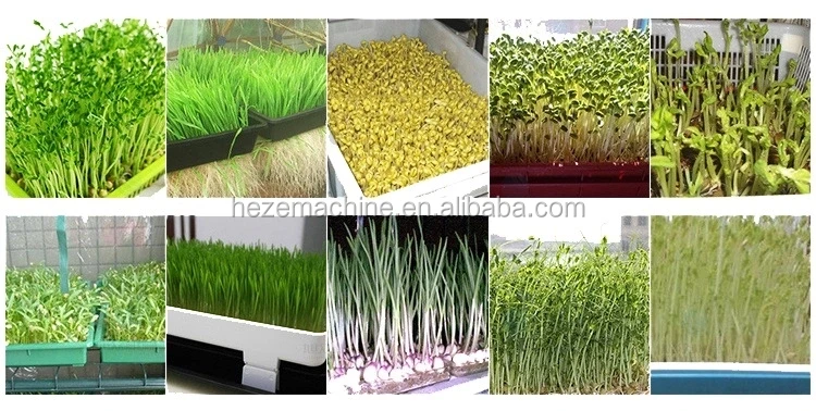 6 Boxes Mungbean Commercial Automatic Mung Bean Soy Bean Sprouts ...