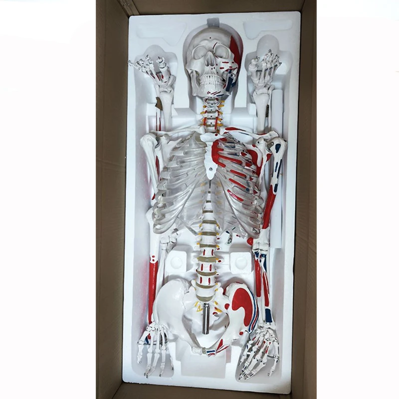 Human Whole Body Bone Skeleton Model with Half Side Painted Muscle 180cm