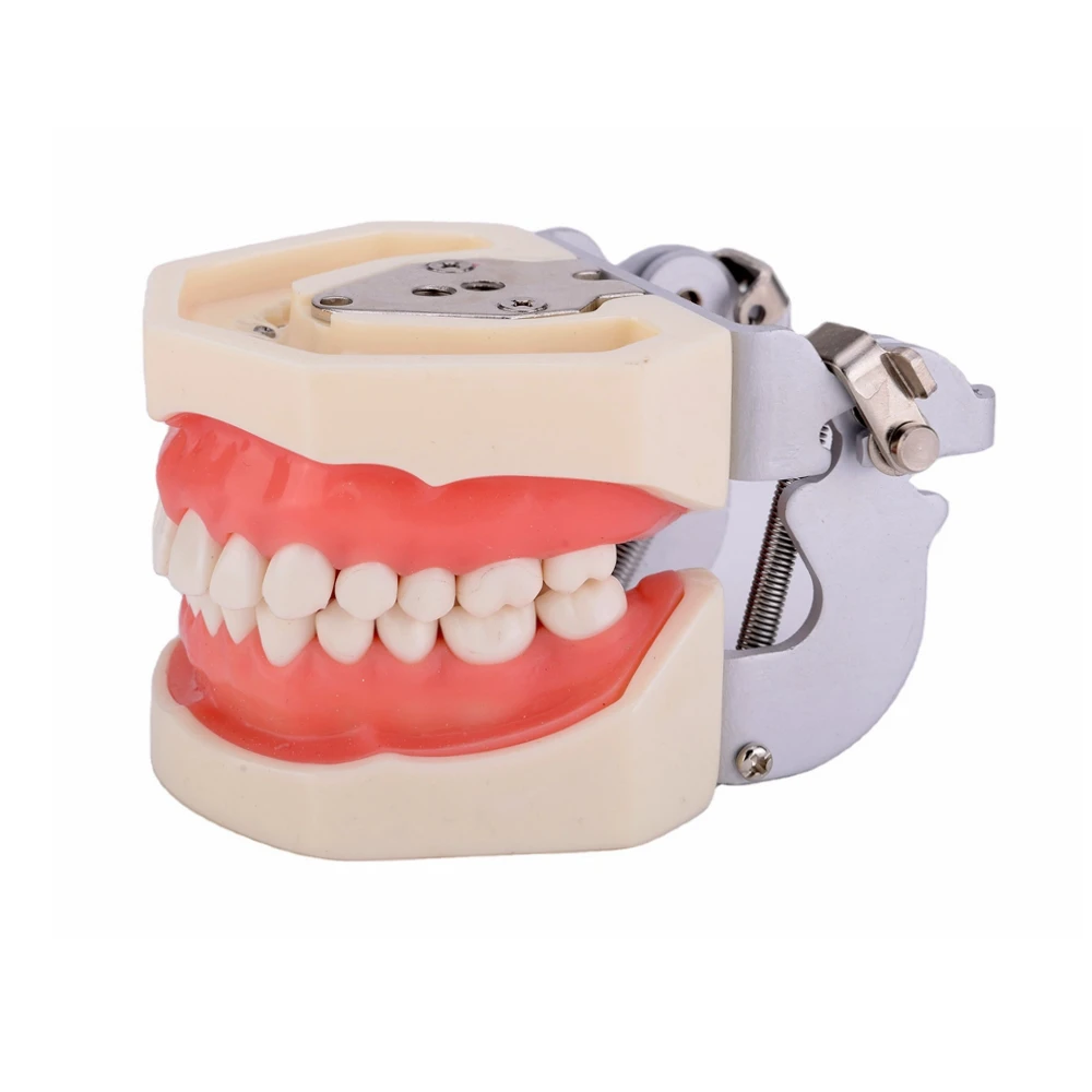 Dental Typodont Model Standard Tooth Model With Fe Articulator - Buy ...