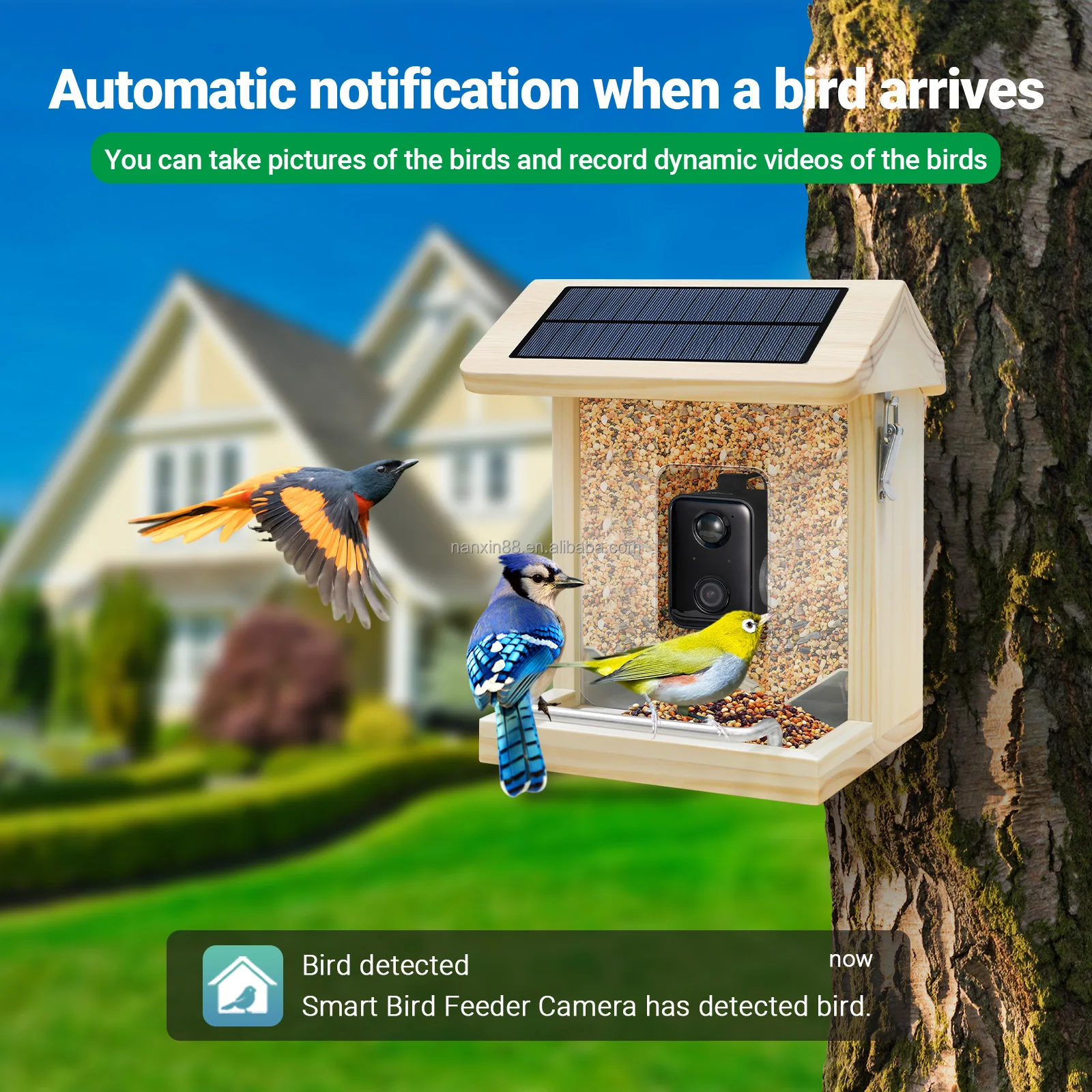 WIFI AI Recognition Wooden Waterproof 1080p Camera Smart Bird Feeder ...