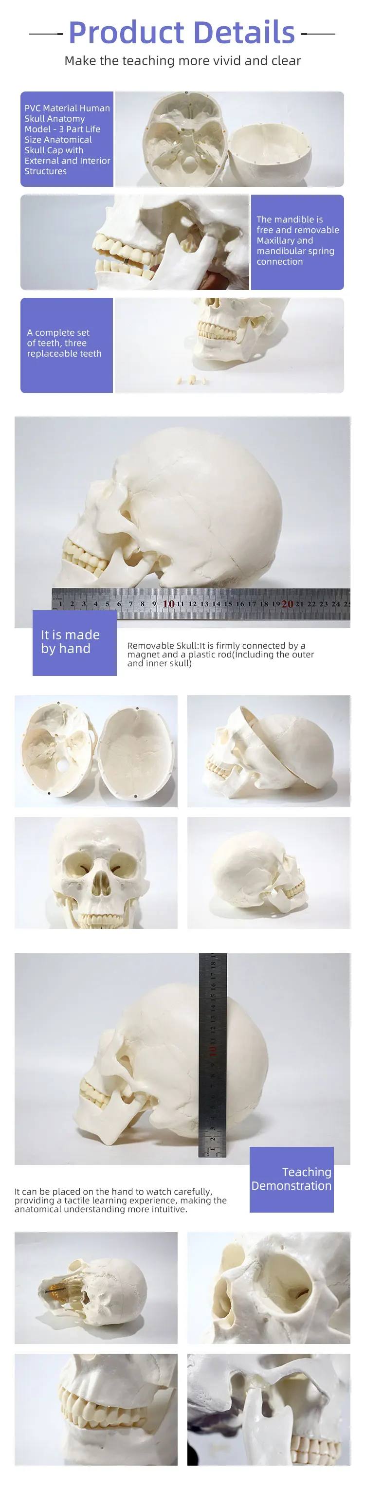 Human Skull Model Anatomy Medical De Articulated Life Size Pvc Material ...