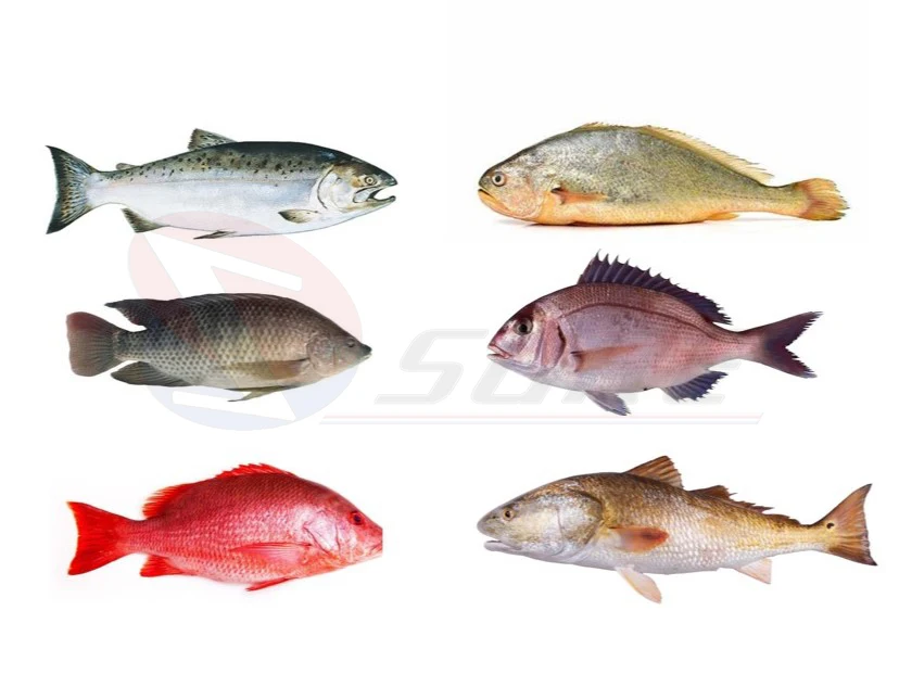 All-in-one Fish Belly Opening Killing Machine Fish Cleaning Gutting ...