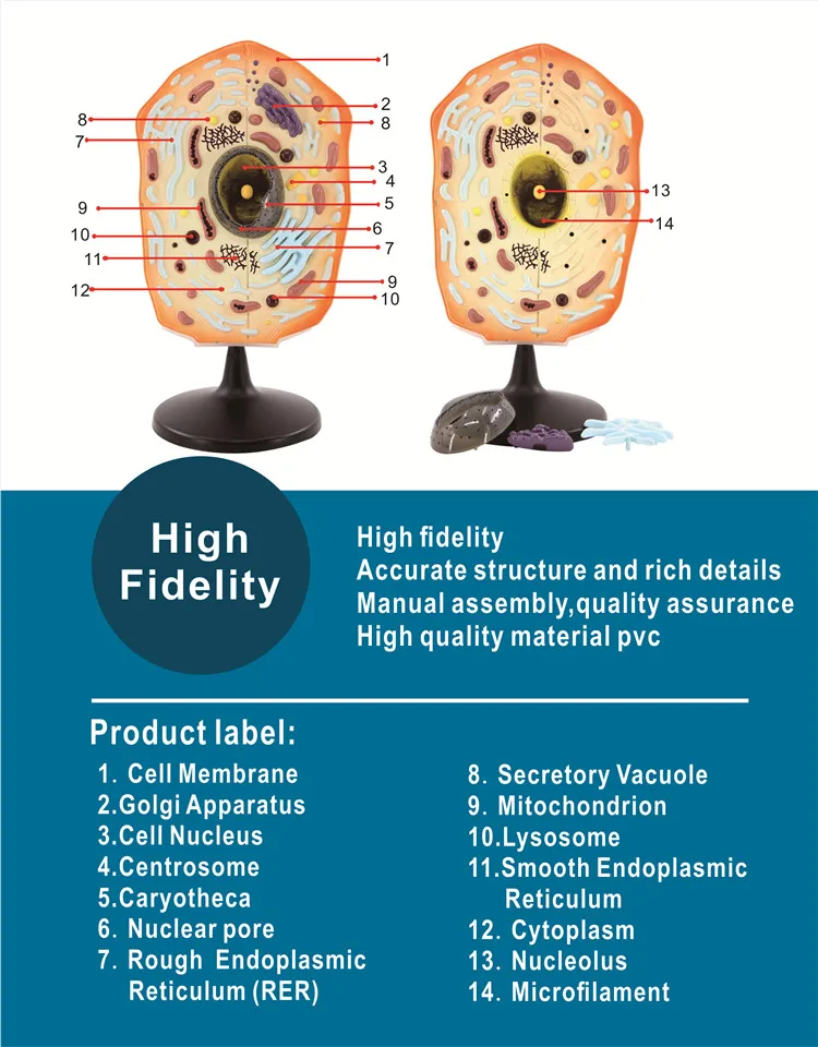 Enlarged Detailed ABS Anatomical Animal Cell Structure Model