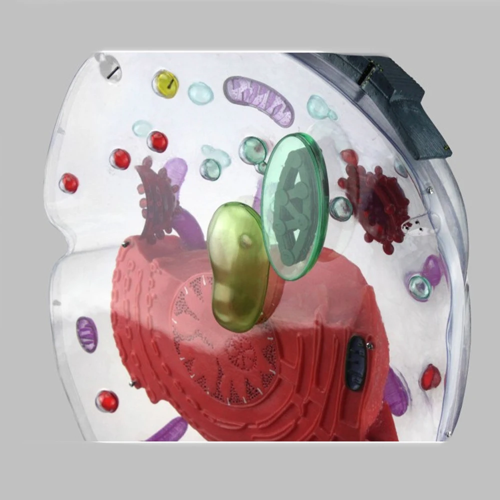 Educational School Anatomy Plant Cell Model Biology Teaching Resource ...
