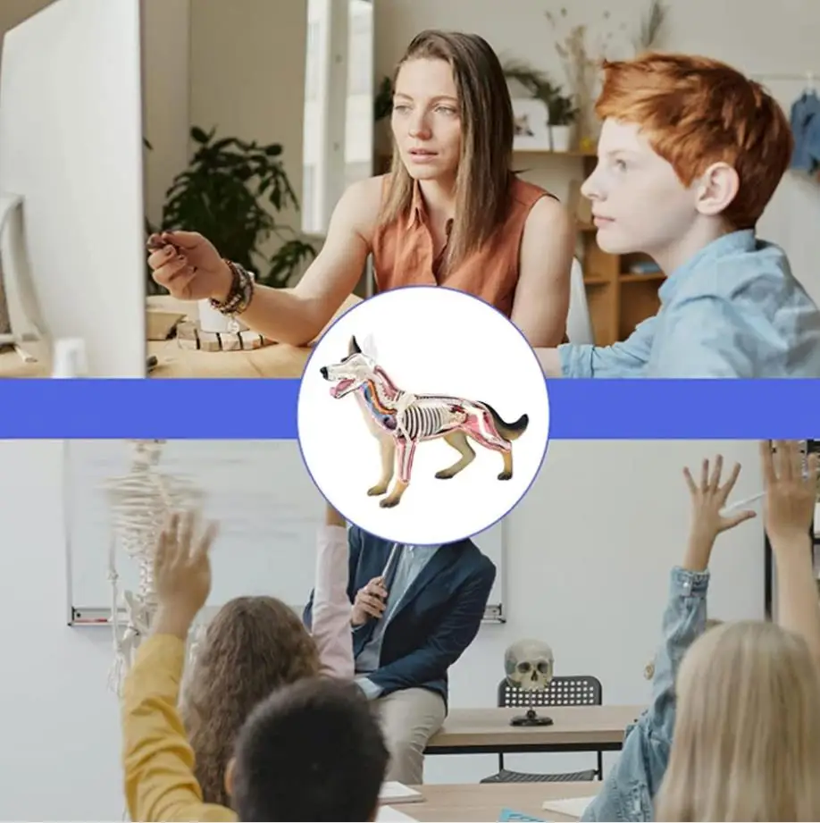 Educational Dog Anatomy Model - Detailed PVC Simulation