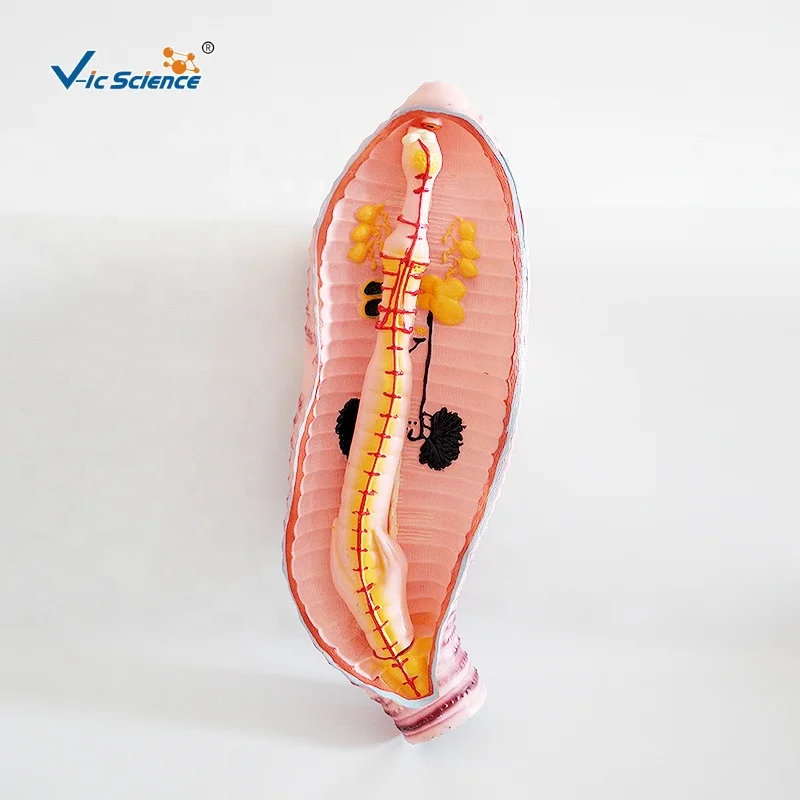 Earthworm Anatomy Model