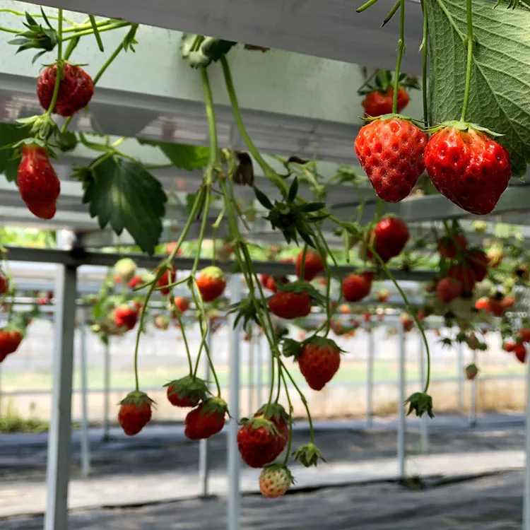 2022 Newest Design Pvc Hydroponics Strawberries Nft Gutter Gullies ...