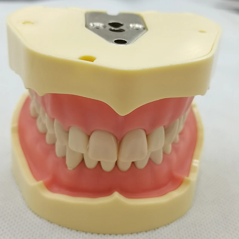 Dental Simulator Manikin Phantom Head Model 28 Practice Teeth Dental ...