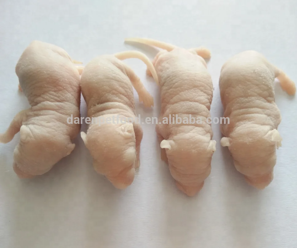 11-19g Frozen Feeder Fuzzy Rats For Snake Lizard Reptile Food - Buy ...