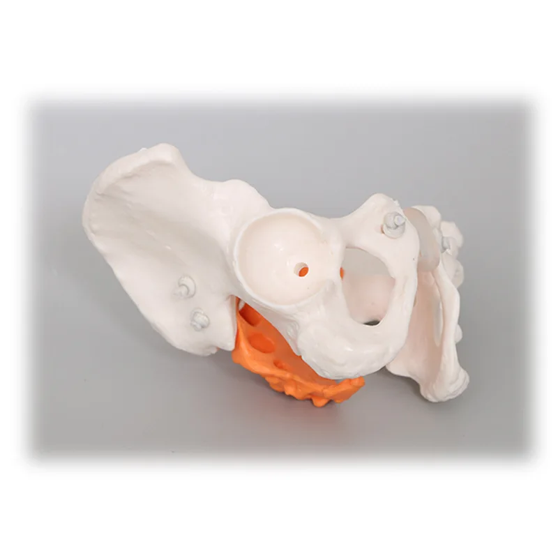 Medical Female Expandable Pelvic Teaching Aid Human Mini Pelvic Model ...