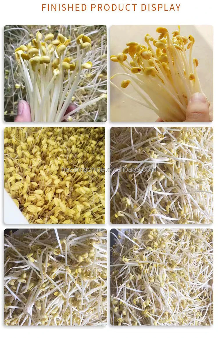 6 Boxes Mungbean Commercial Automatic Mung Bean Soy Bean Sprouts ...