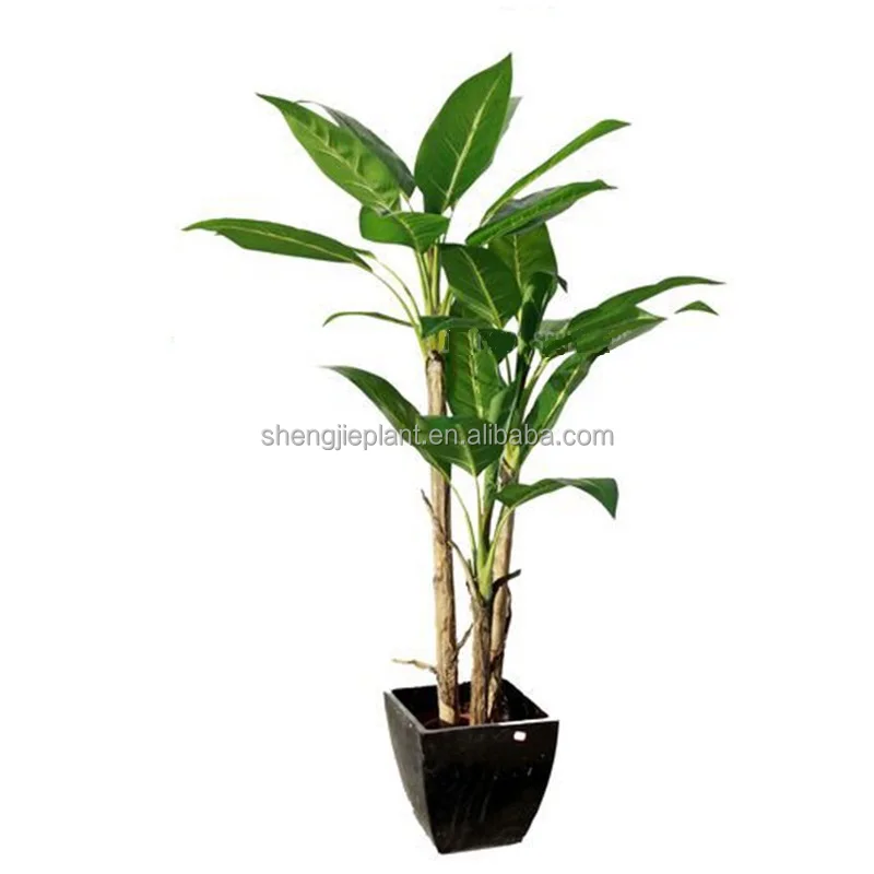 Potted Feng Shui Lucky Tree - Ornamental Boxwood Topiary