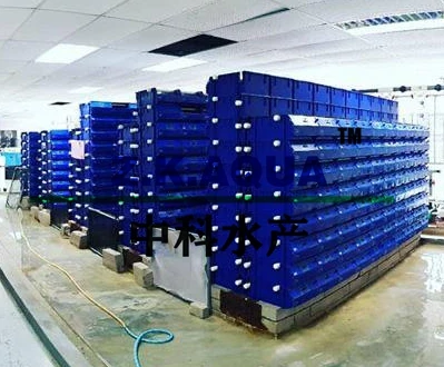 Mud Crab Farming Boxes for Vertical Crab Farming Success