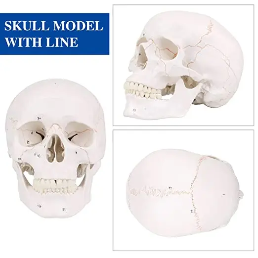 Life Size 3-Parts Numbered Skull Model - Yulin Medical Science
