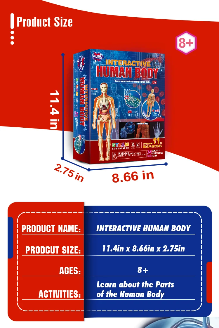 28PCS Body Parts Sets - Interactive Human Body Anatomy Kit