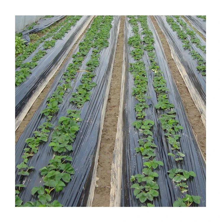 Agricultural Polyethylene Film Biodegradable Plastic Mulch Film Mulch ...