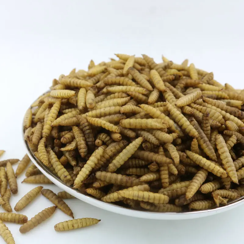 Dried Maggot BSFL Black Soldier Fly Larvae Dry Maggot Insect Protein ...