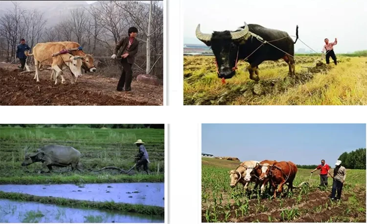 Animal Ox Horse Drawn Plough - Single Furrow Plow for Farming Soil ...