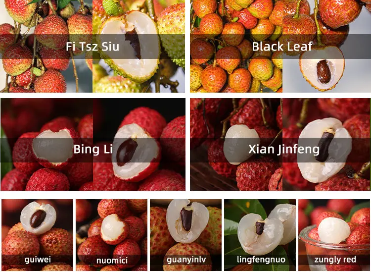 Wholesale Cheap Lychee Best Quality Fresh Fruit Of Summer Healthy Fresh ...